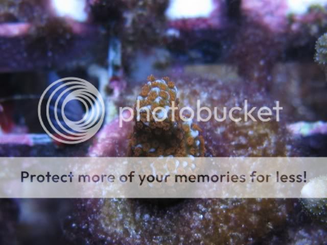 Superman montipora digitata???? | Page 2 | Reef2Reef