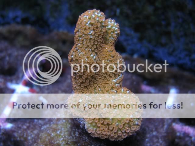 Superman montipora digitata???? | Page 2 | Reef2Reef