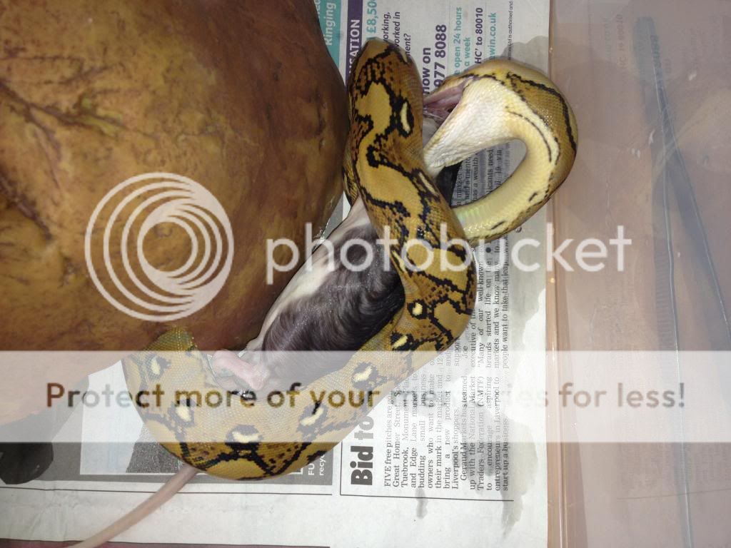 sunfire het albino retic | Reptile Forums