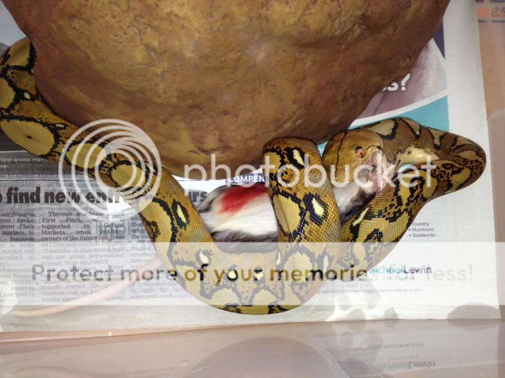 sunfire het albino retic | Reptile Forums