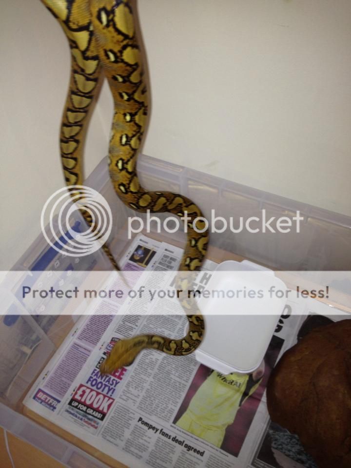 NW England - Male sunfire het albino retic | Reptile Forums