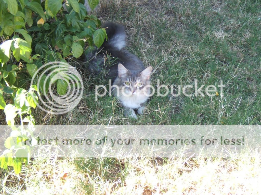 Imma rebel, teehee | Aimless and Dreary